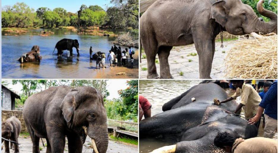 Elephant camps in karnataka | Jungle Lodges